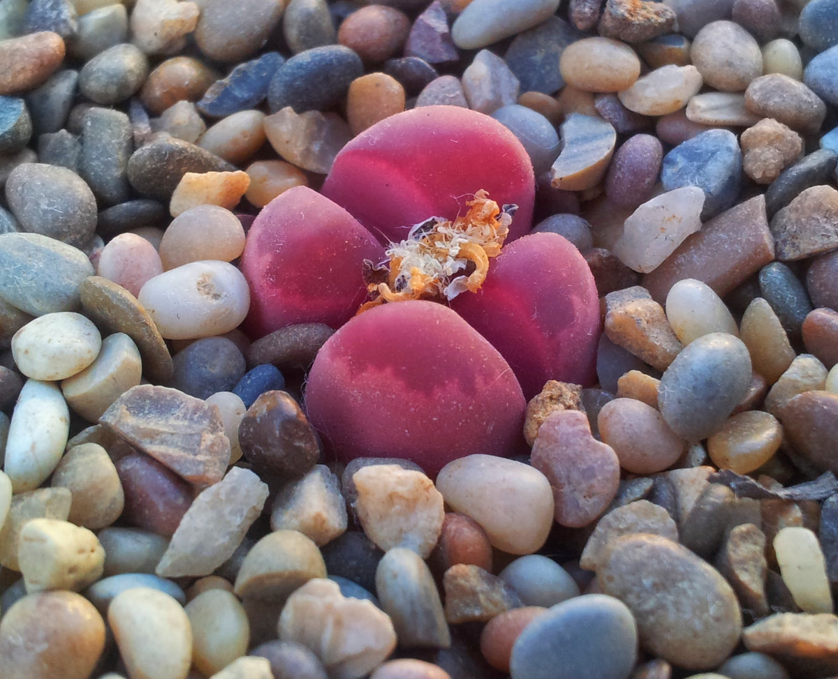 Lithops optica v Rubra, 10 Seeds, Purple/Pink, Rare Seeds