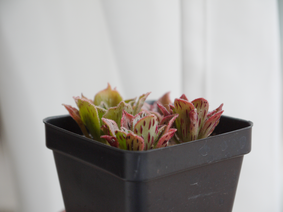 Smith’s Giant Houseleek, 10/20 Seeds, "Blood Glands", Succulent Seeds